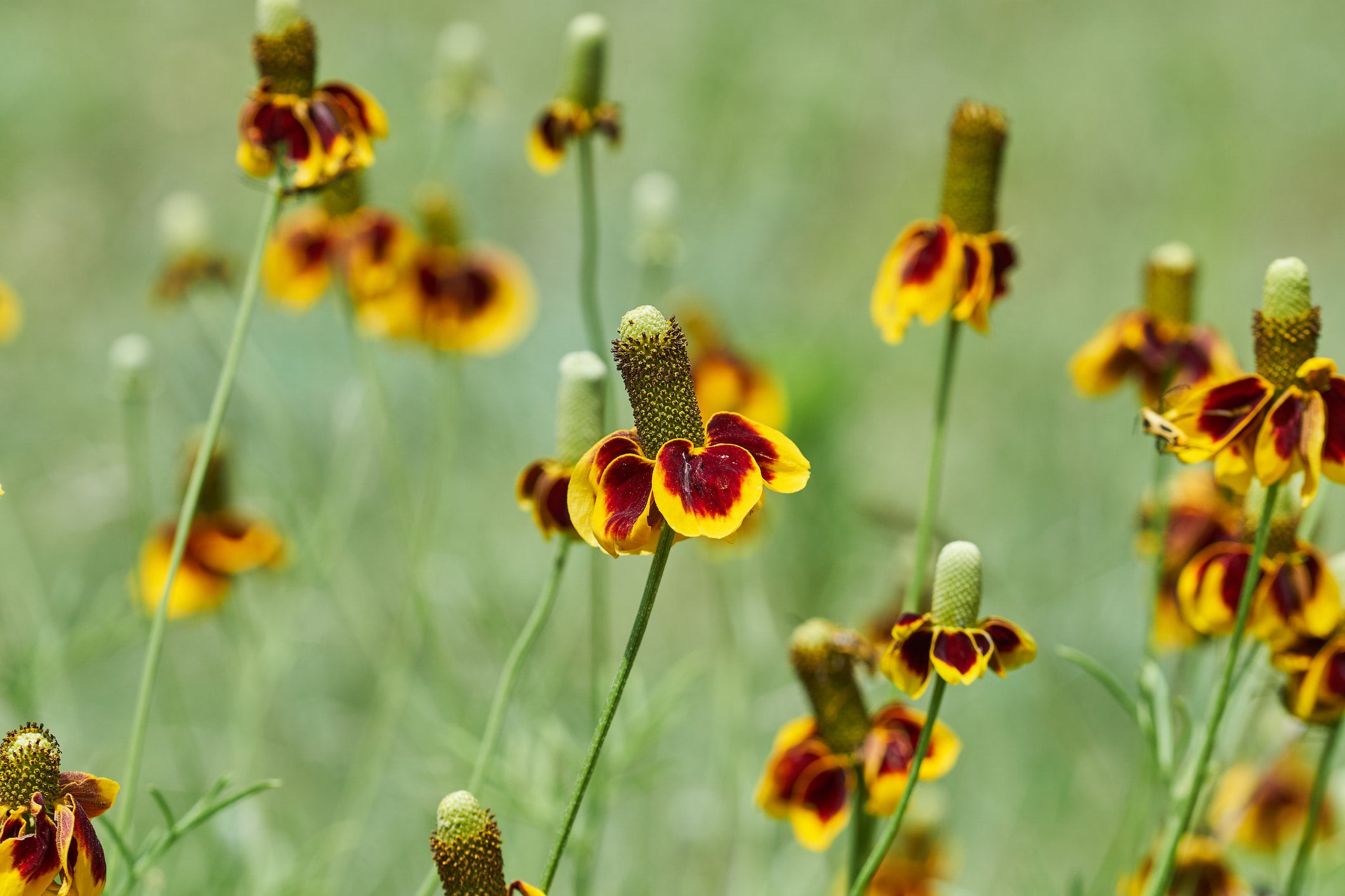 Ratibida columnifera (Prairie Coneflower or Mexican Hat) - 20 seeds ...