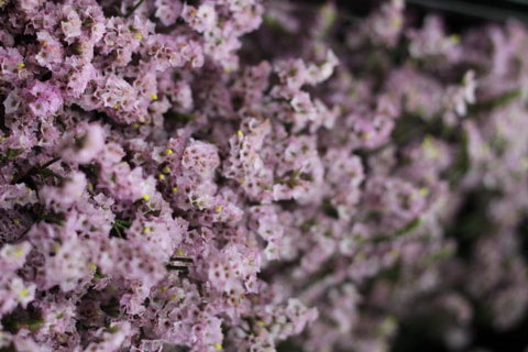 Statice-Forever Happy - 10 seeds | Hana Earth Gardens