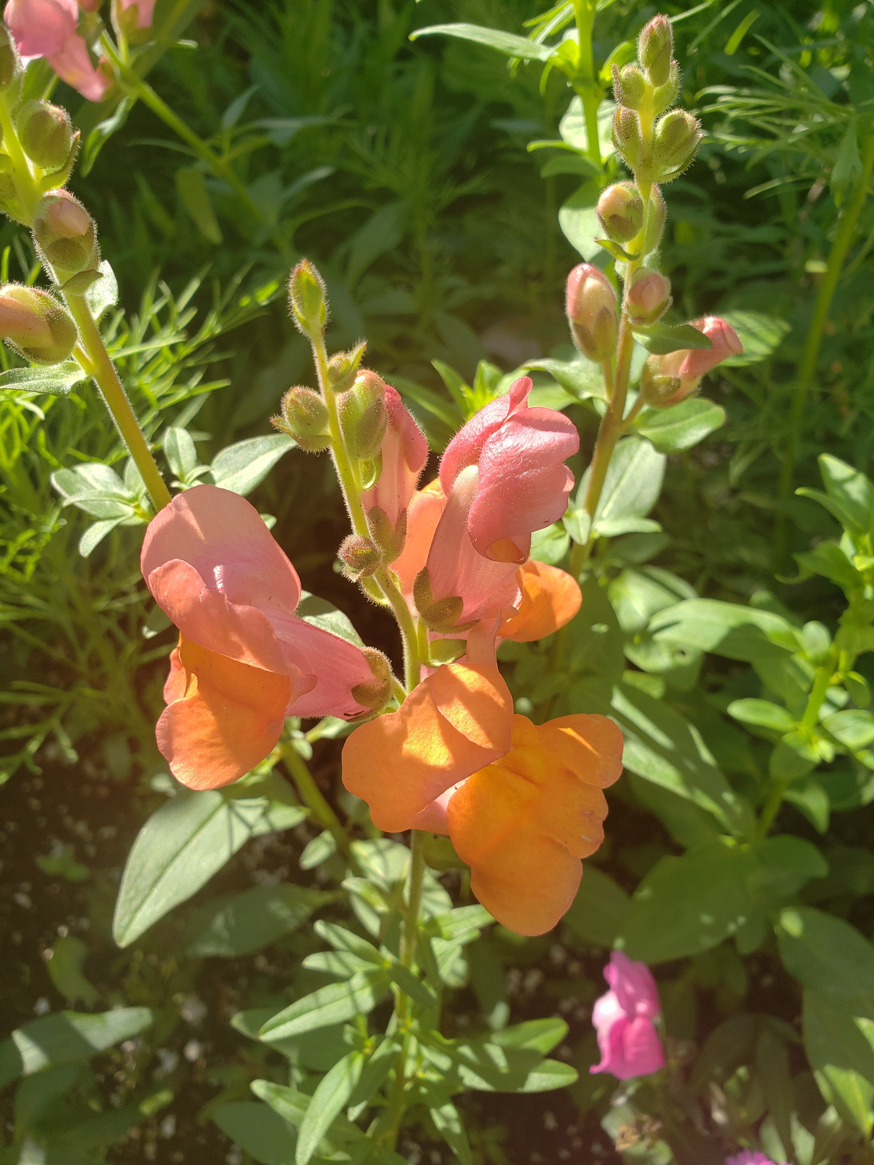 Snapdragon Mix - Bulk 100 seeds | Hana Earth Gardens