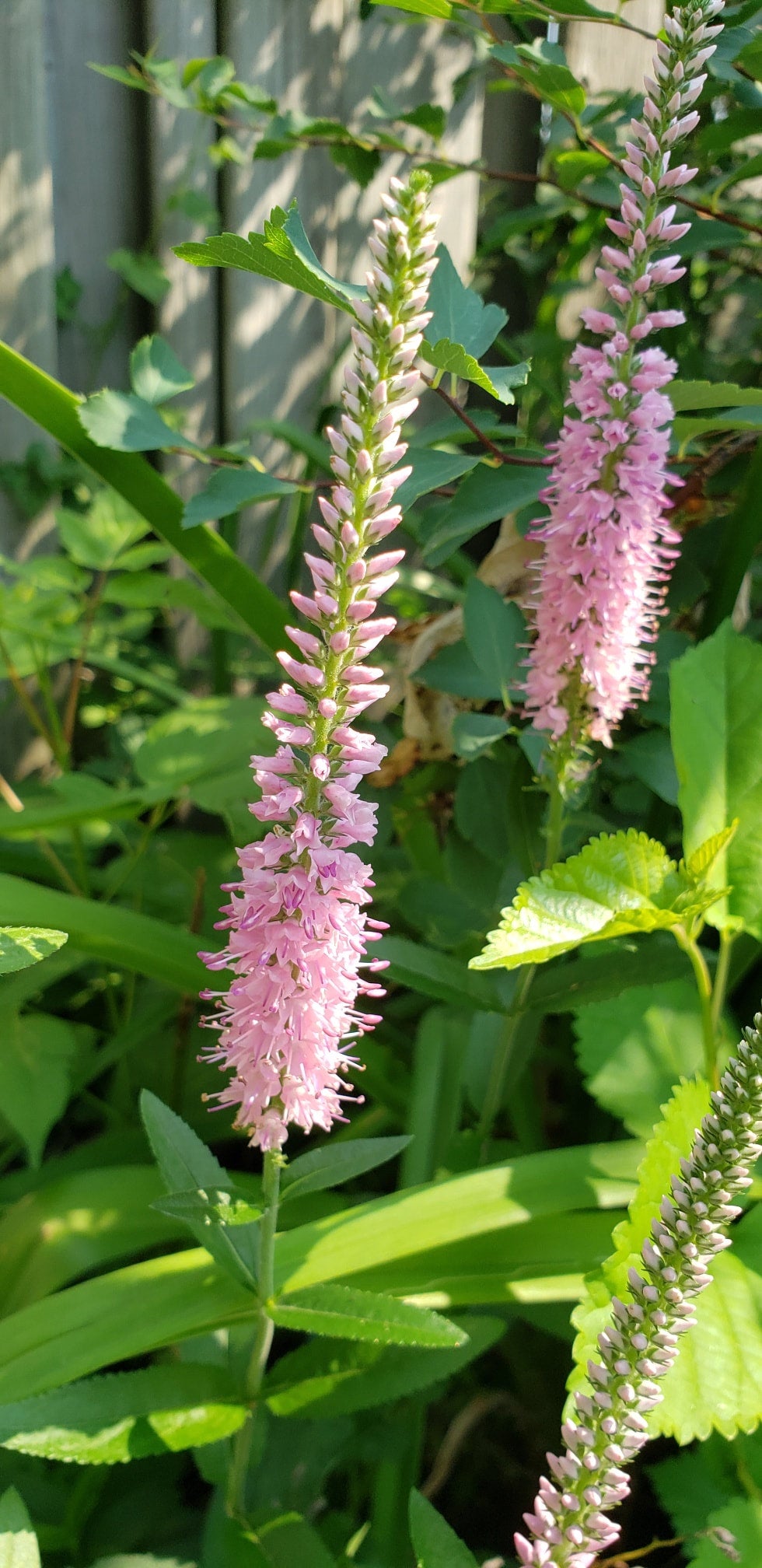 Plant Sale - Veronica ‘Sightseeing Mixture’ | Hana Earth Gardens