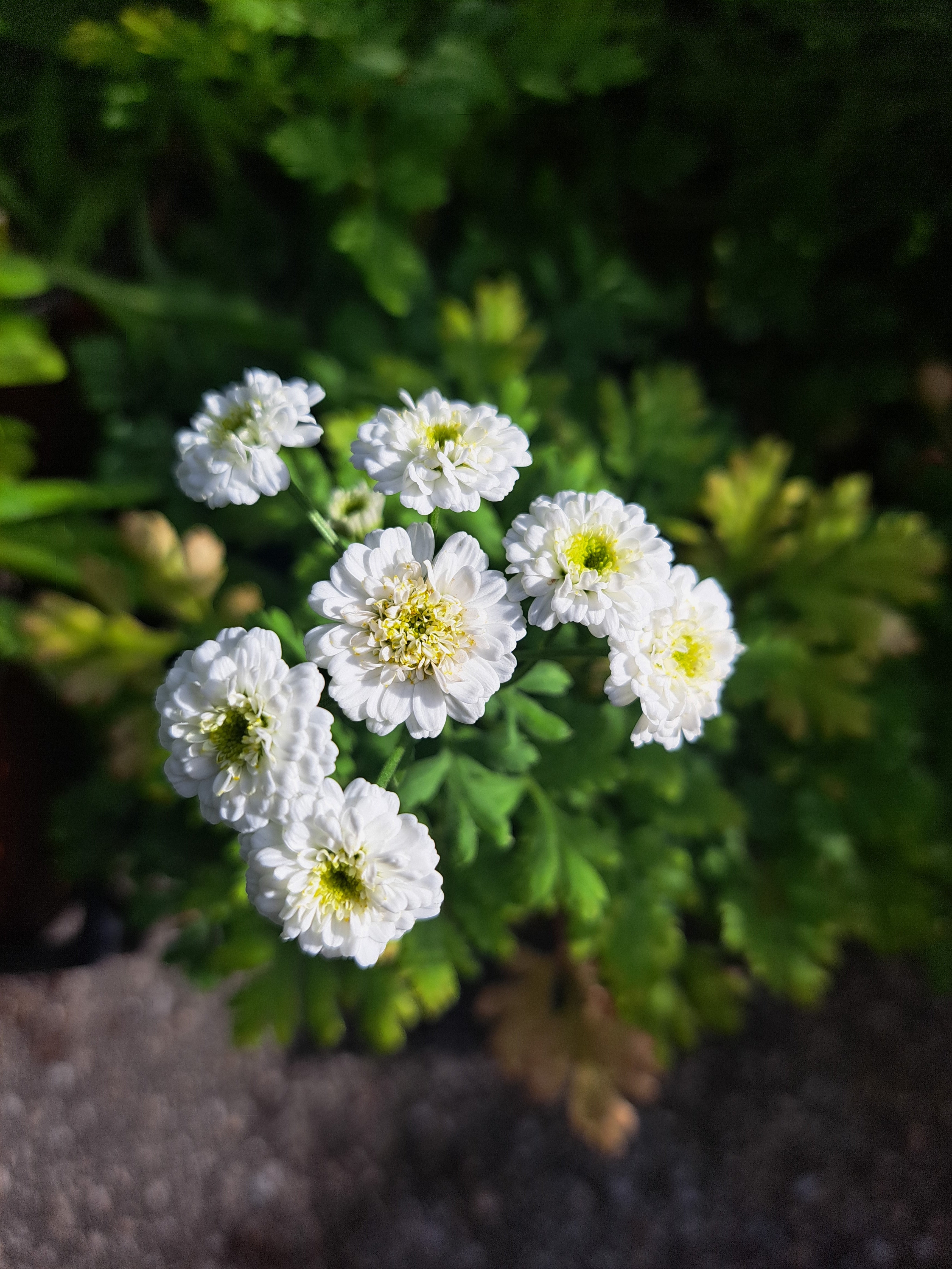 Feverfew (Tanacetum parthenium)-White Wonder - 20 seeds | Hana Earth ...