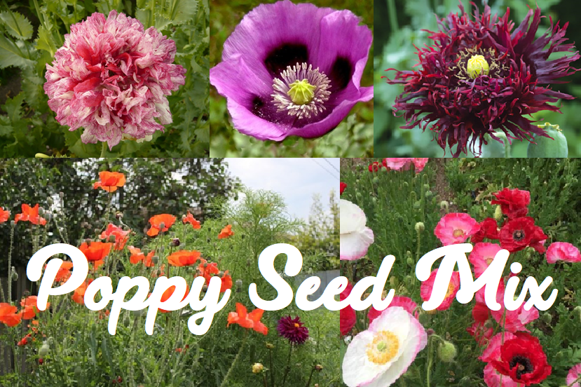 Poppy Mix | Hana Earth Gardens