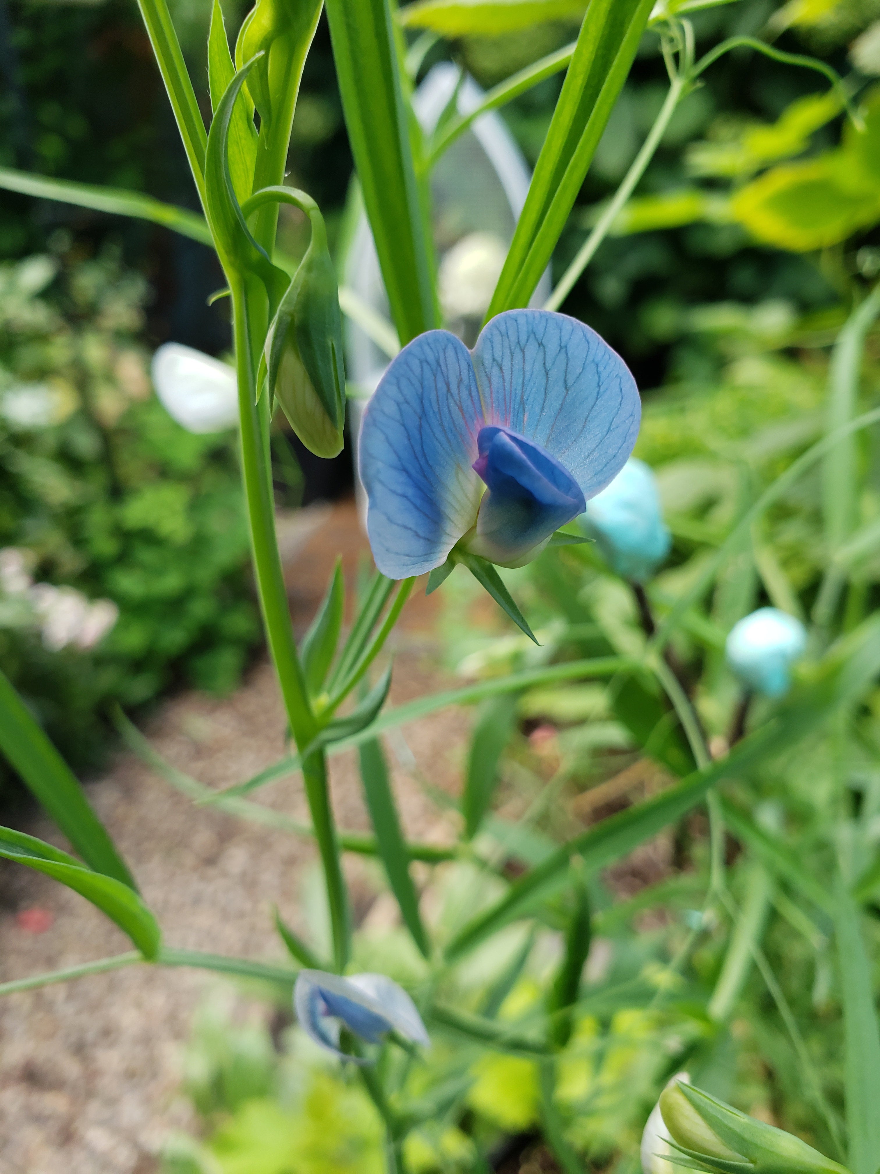 Sweet peas-Lathyrus sativus (Chickling Pea) - 10 seeds | Hana Earth Gardens