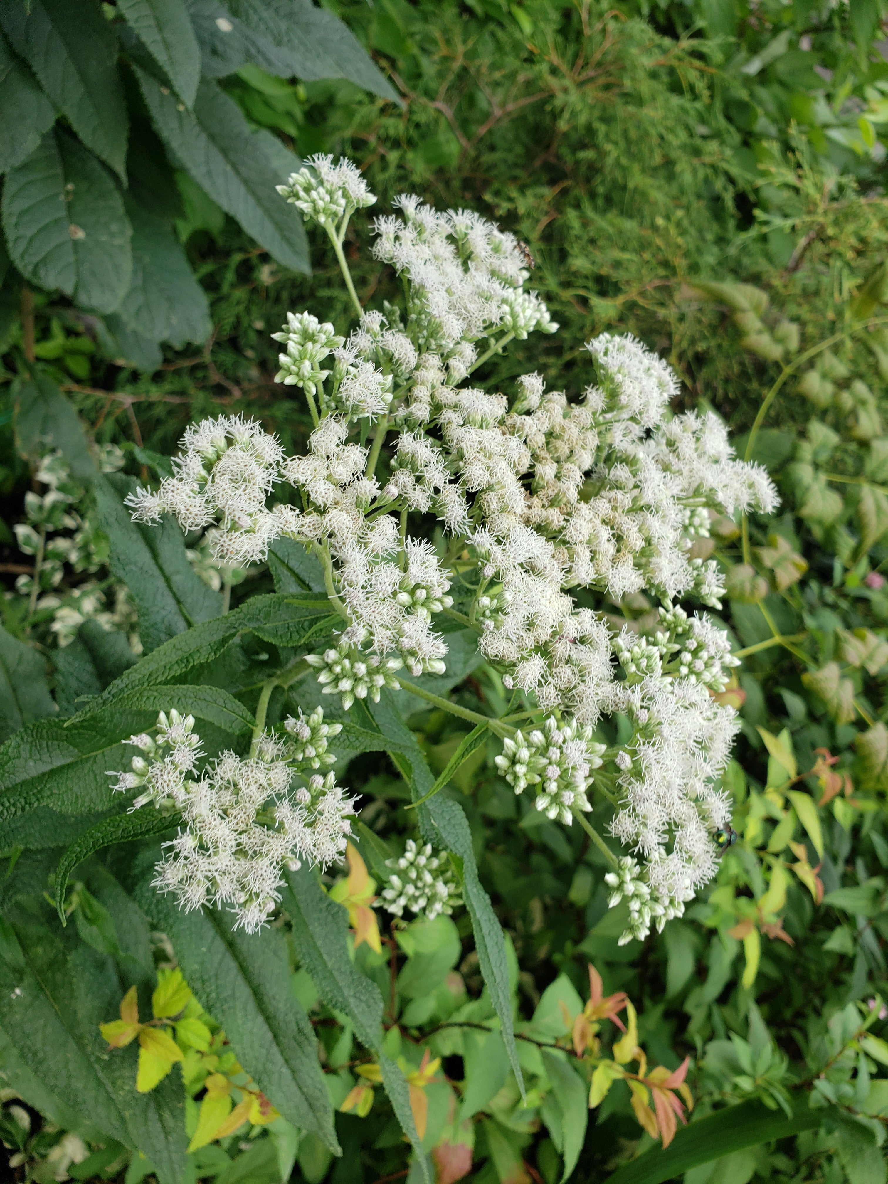 Boneset (Eupatorium perfoliatum) - 50 seeds | Hana Earth Gardens