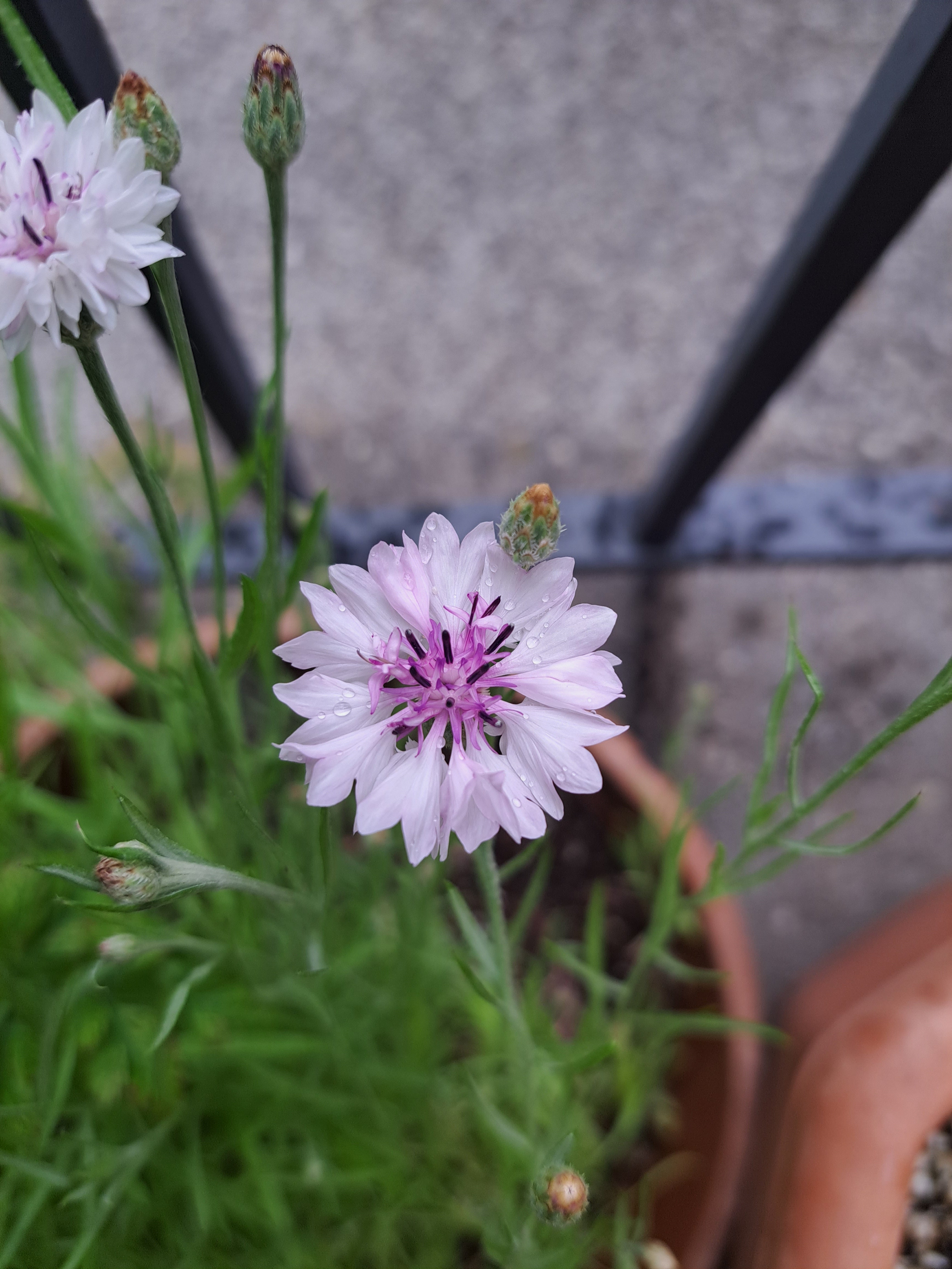 Cornflower (Centaurea cyanus)- Pink - 20 seeds | Hana Earth Gardens
