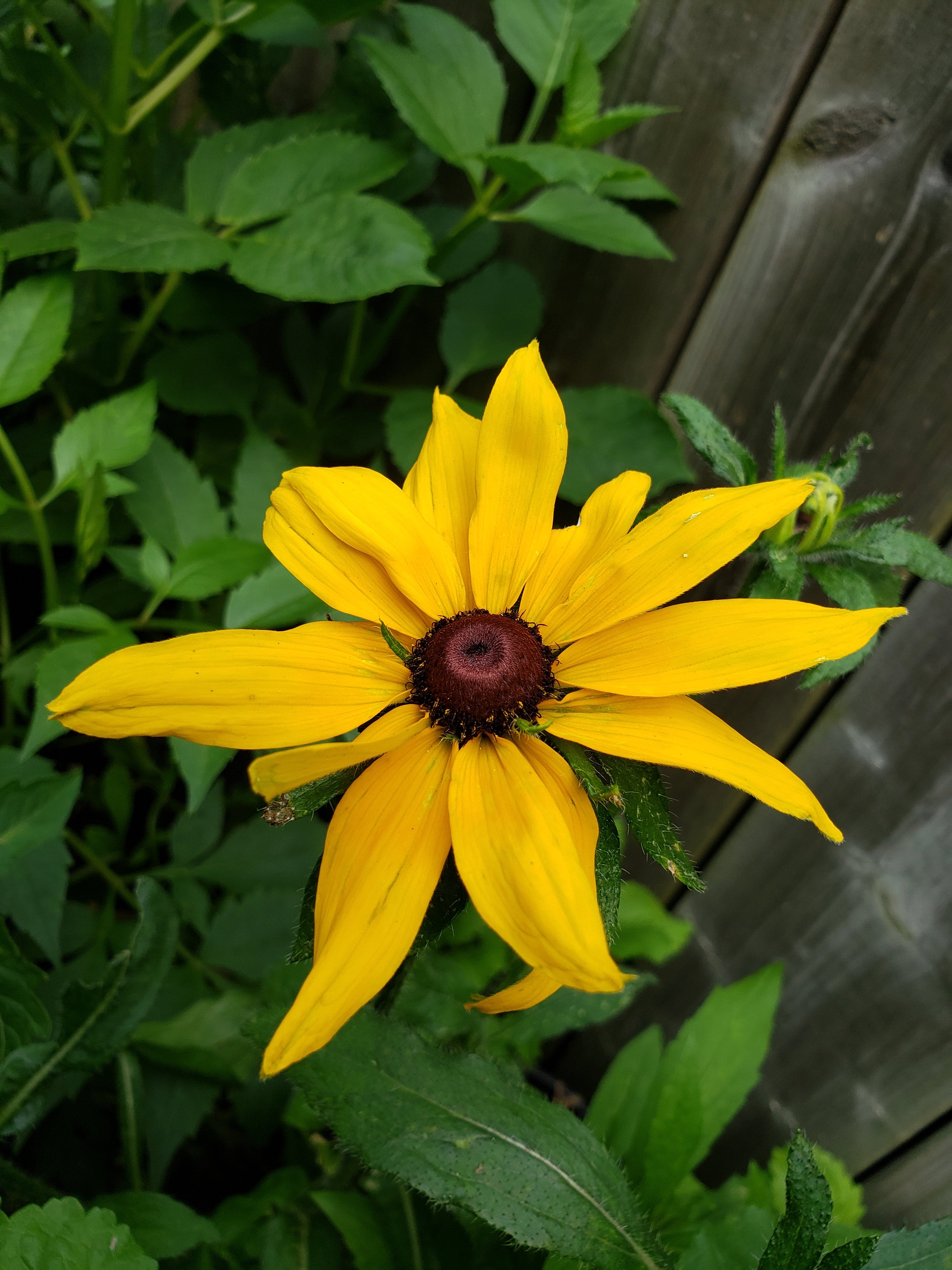 Black Eyed Susan - 20 seeds | Hana Earth Gardens