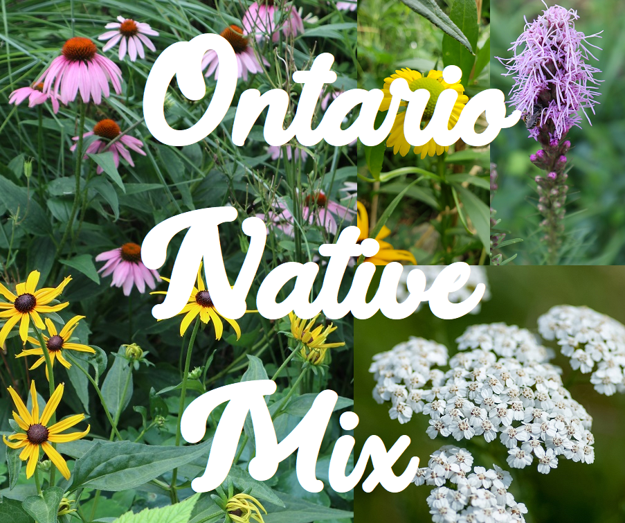 Ontario Native Mix | Hana Earth Gardens