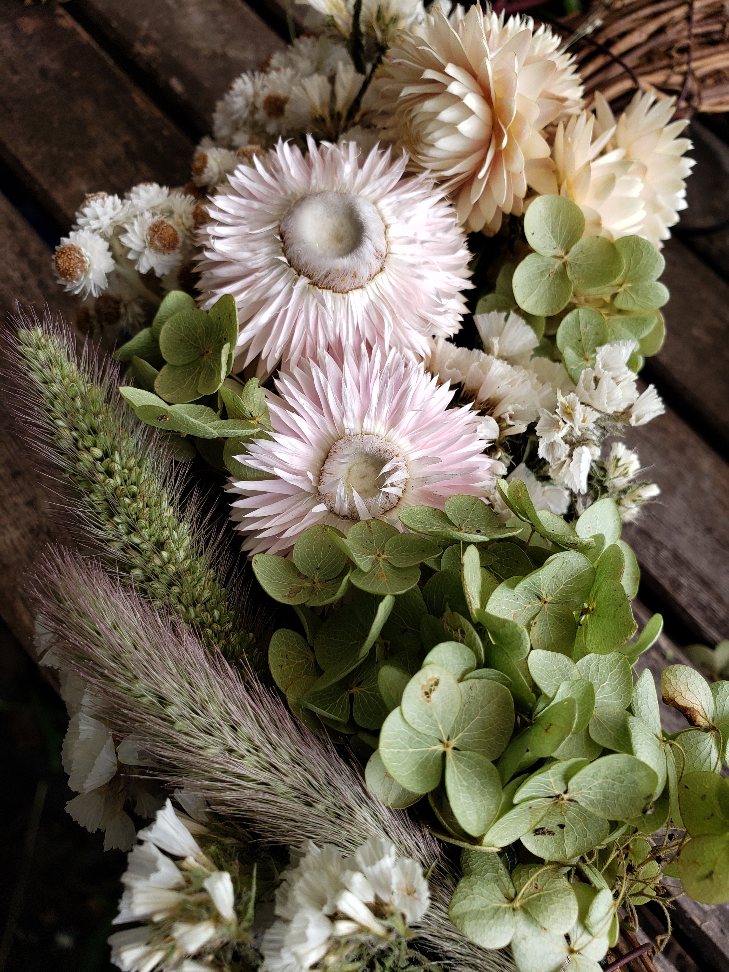 Strawflower-White - 20 seeds | Hana Earth Gardens