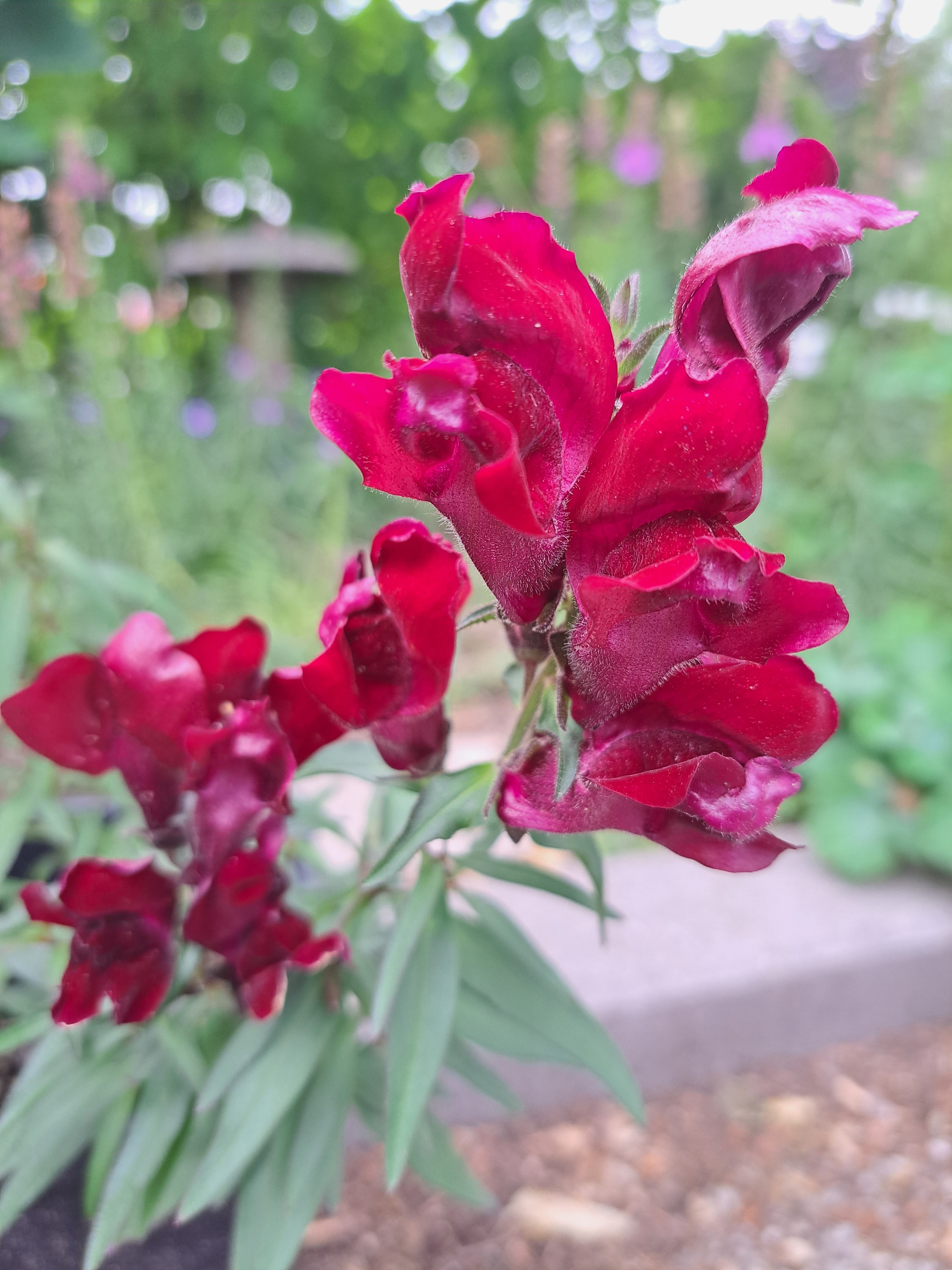 Snapdragon-Black Prince - 20 seeds | Hana Earth Gardens