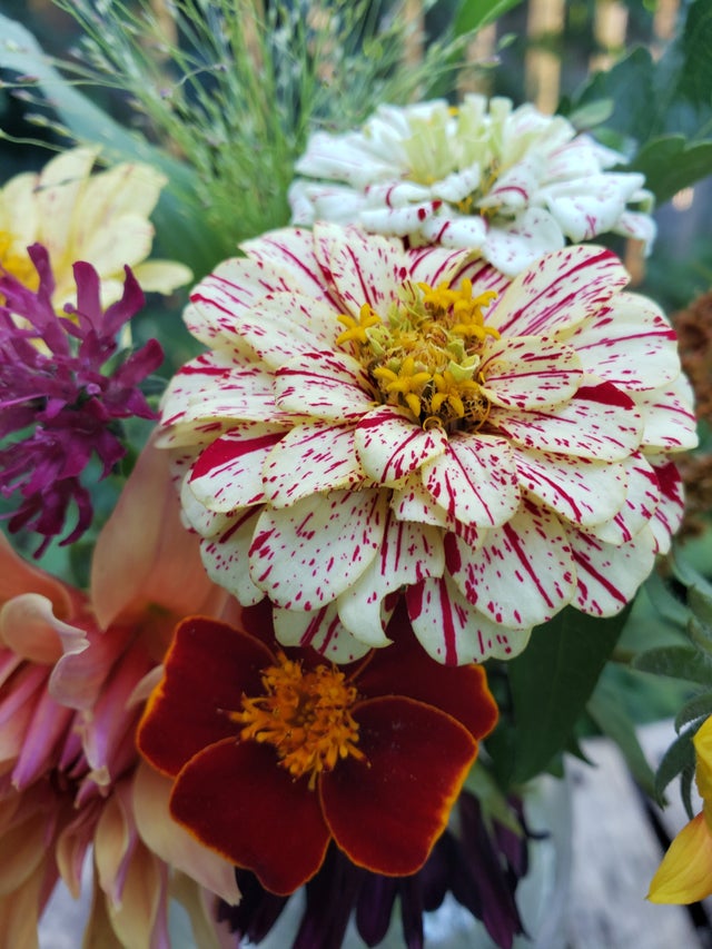 Annual Flower Seeds | Hana Earth Gardens