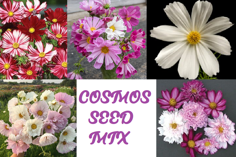 Cosmos Mix | Hana Earth Gardens