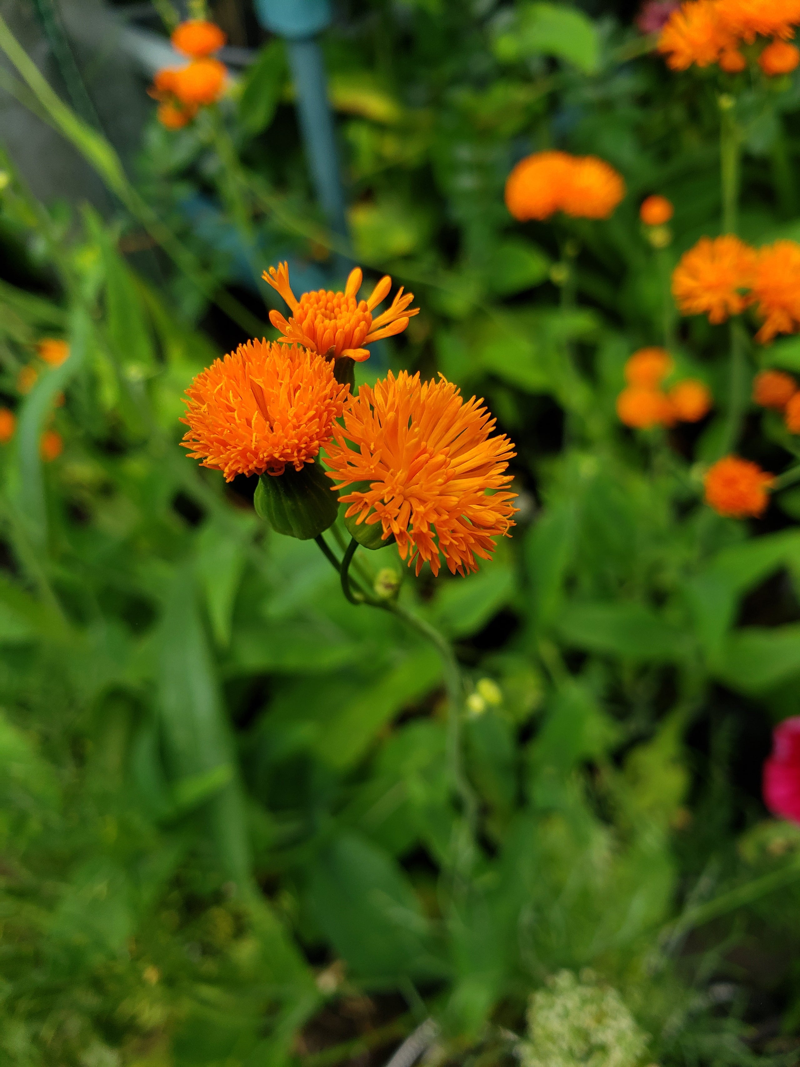 Emilia (Tassel Flower)-Irish Poet - 15 seeds | Hana Earth Gardens