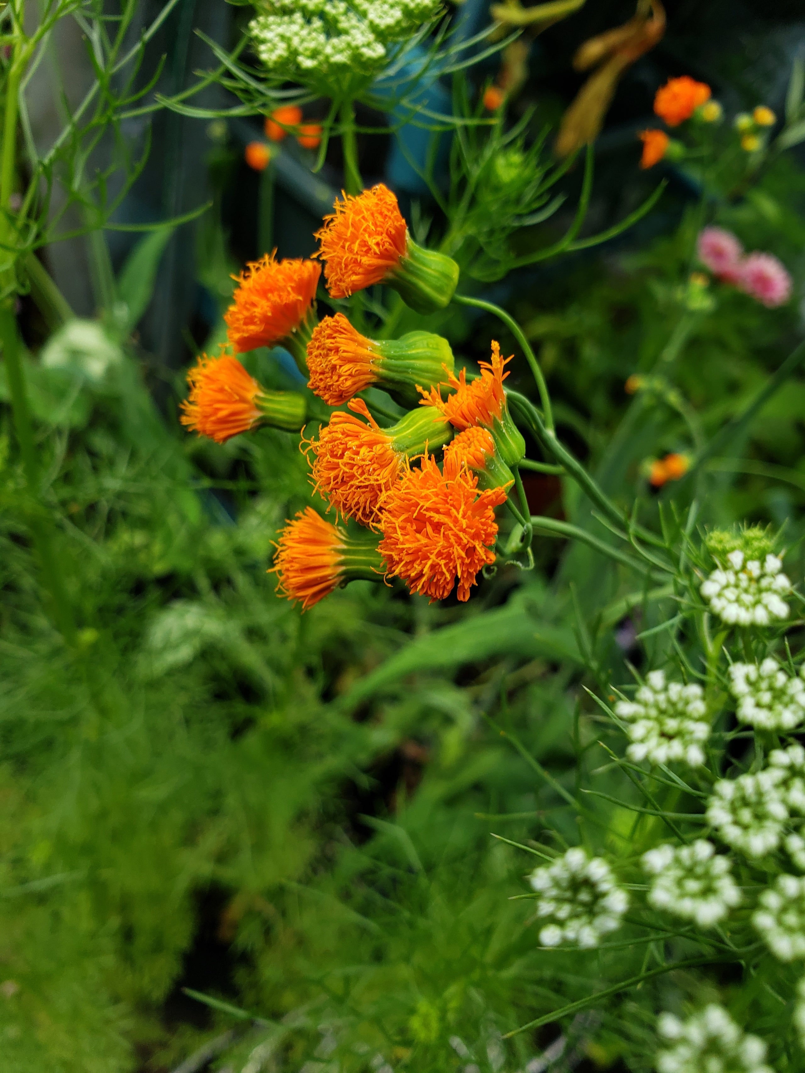 Emilia (Tassel Flower)-Irish Poet - 15 seeds | Hana Earth Gardens