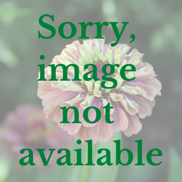 Parsley-'Menuette' Fernleaf Parsley - 30 seeds | Hana Earth Gardens