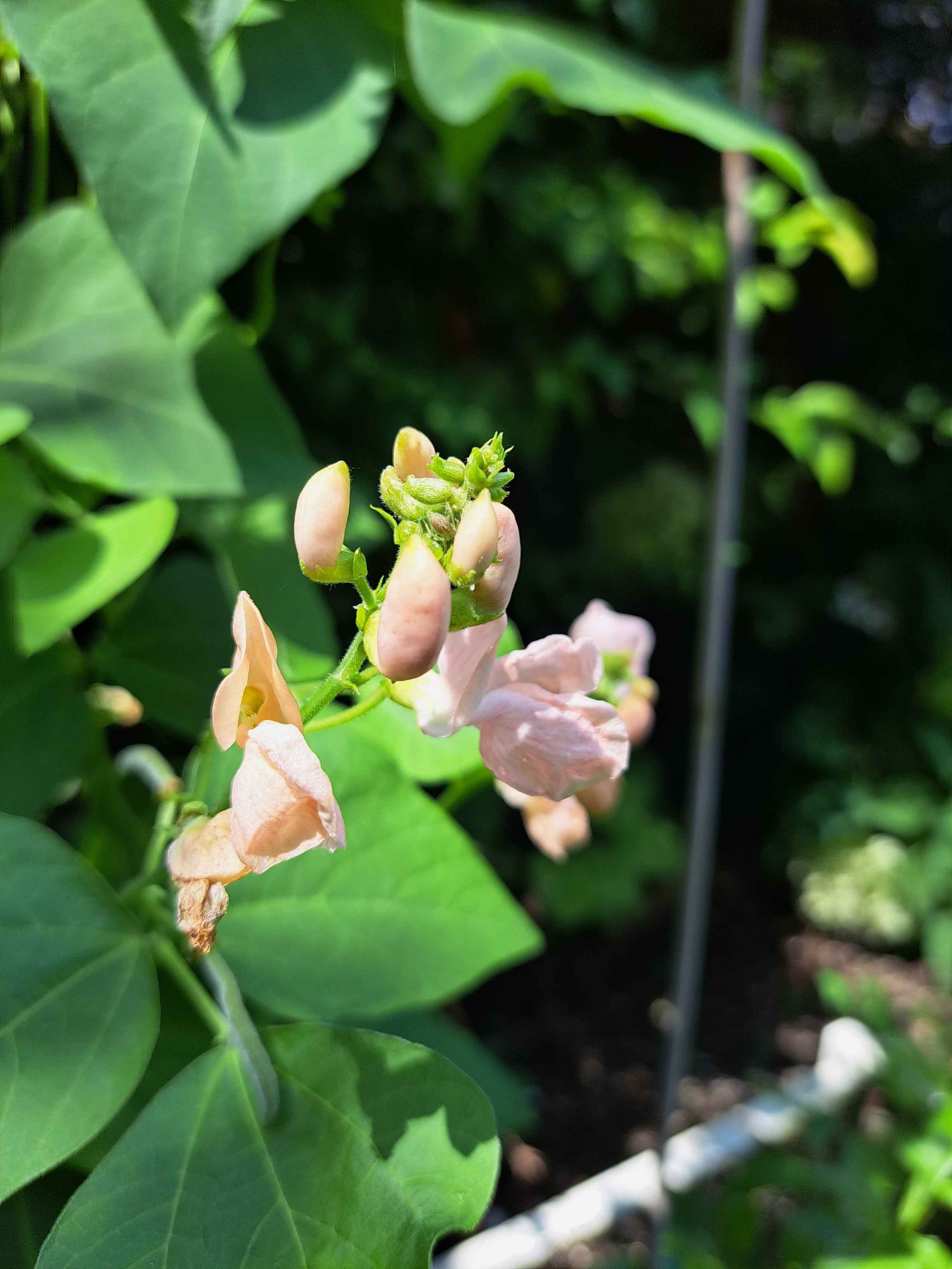 Beans-Runner Bean 'Sunset' - 5 seeds | Hana Earth Gardens