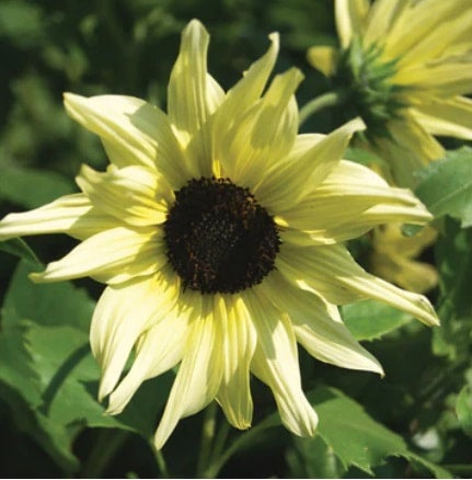 Sunflower-Ice Cream - 10 seeds | Hana Earth Gardens