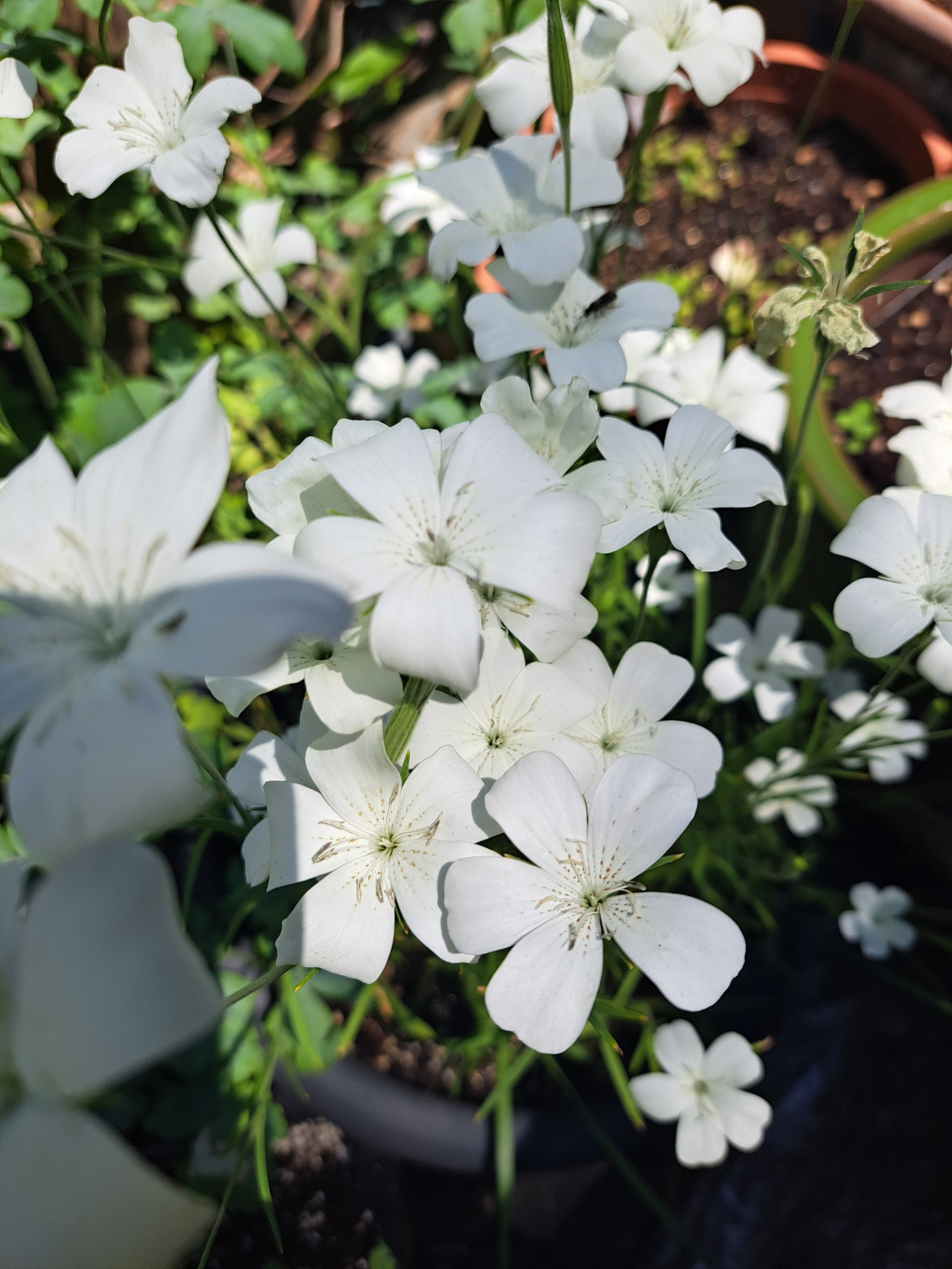 Agrostemma (Corncockle)-White - 10 seeds | Hana Earth Gardens