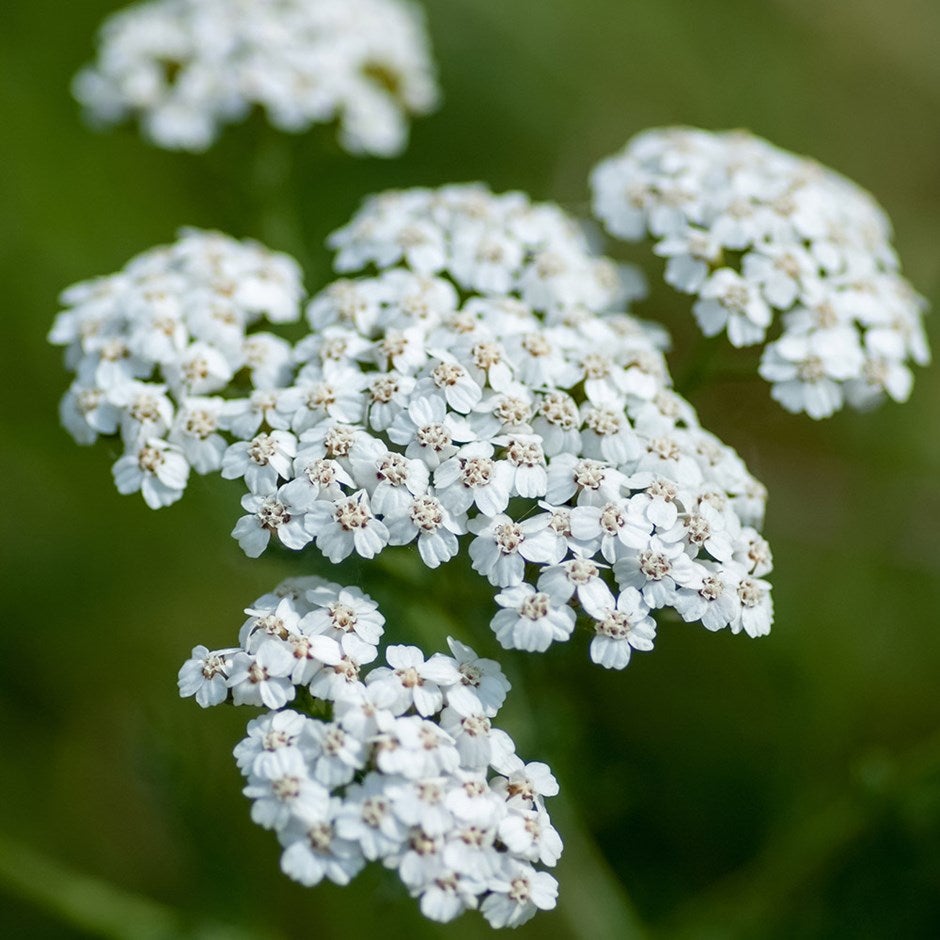 Achillea millefolium-Western Yarrow (White) - 20 seeds | Hana Earth Gardens