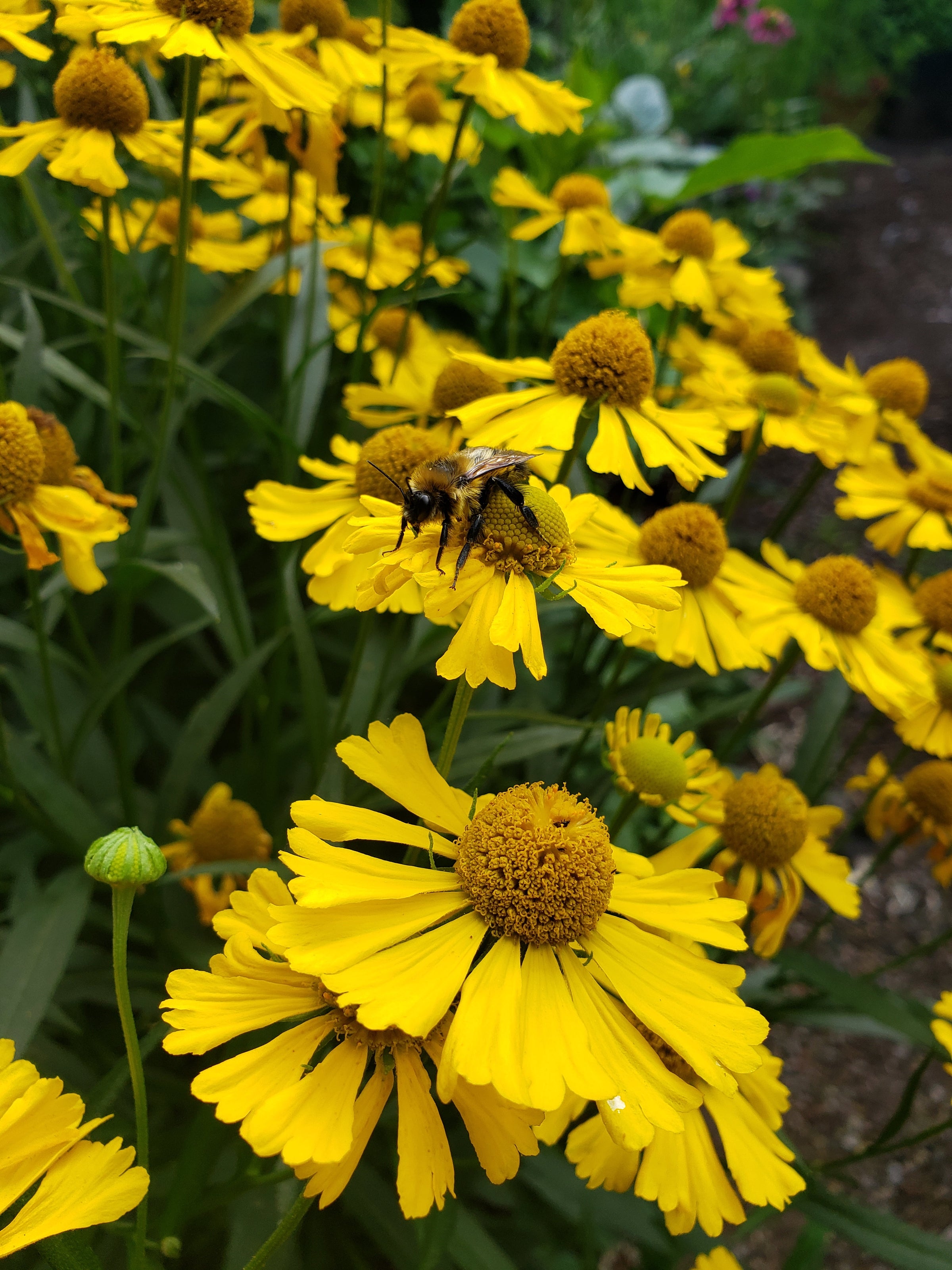 Ontario Native Plant Seeds | Hana Earth Gardens